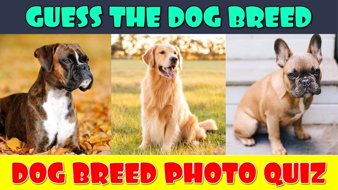 Can you identify these dog breeds from just one picture 🤔 #dog #dogs ...
