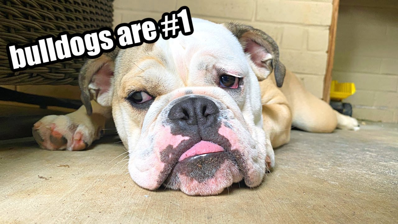 4 STAGES of a BULLDOG - YouTube
