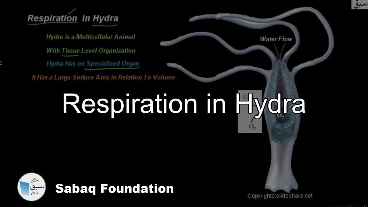 Respiration in Hydra, Biology Lecture | Sabaq.pk - YouTube