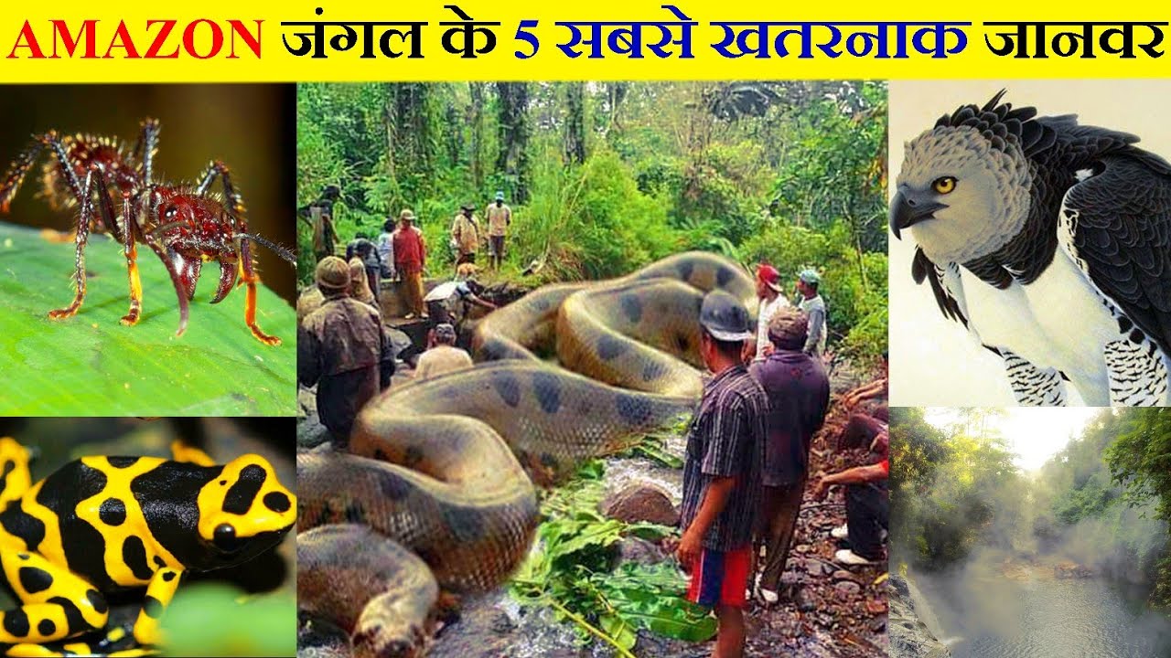 Amazon Ke Jangal Ka Rahasya Hindi Mein | Amazon Jungle Rahasya Nn Hindi ...