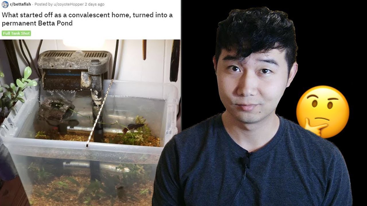 FISH 👏 TANK 👏 REVIEW 👏 | EPISODE 31 - 40 COMPILATION - YouTube