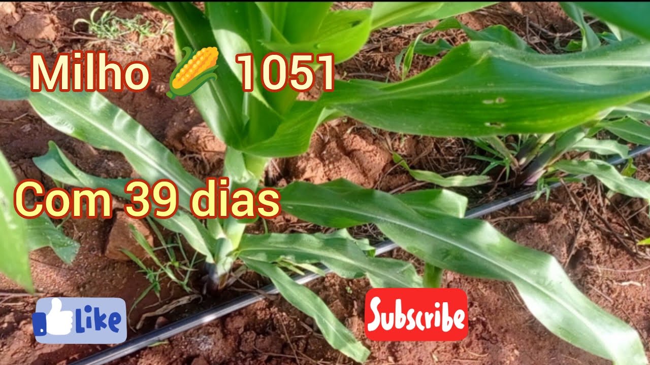 MILHO 🌽 COM 39 DIAS, VEJA COMO ESTÁ. - YouTube