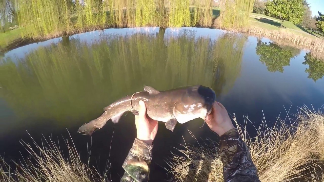 CALIFORNIAS NEW STATE RECORD BULLHEAD CATFISH???? - YouTube