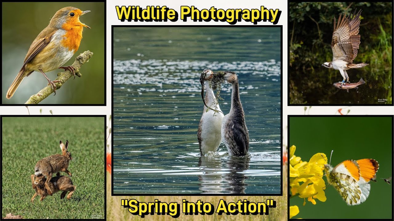 A guide to capturing stunning wildlife action photography in Springtime ...