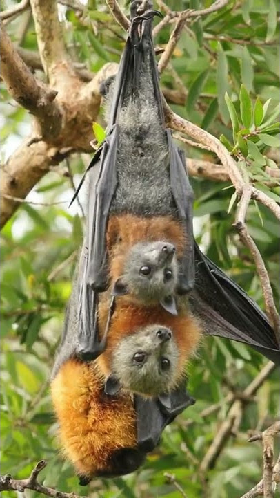 Golden Crowned Flying Fox