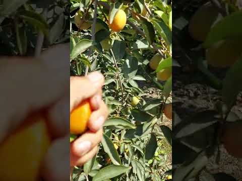 Salomaleykum qadrli doslar