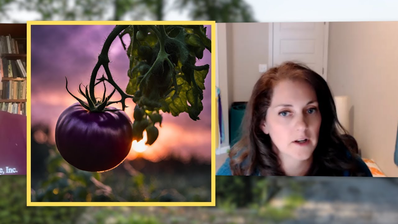 GMO Purple Tomato: The Trojan Horse of GMOs? - YouTube