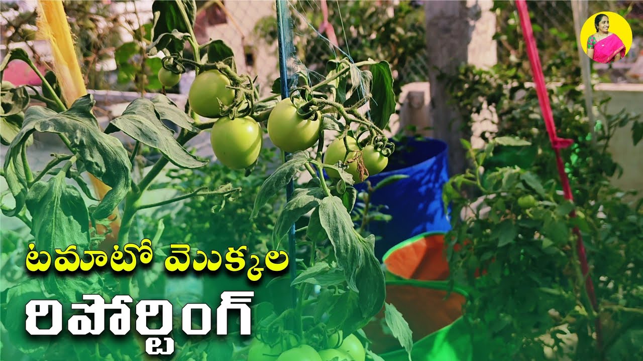 టమాటో మొక్కాలని రిపోర్టింగ్ , పెంచే విధానం | INFO FOR TOMATO PLANTS ...