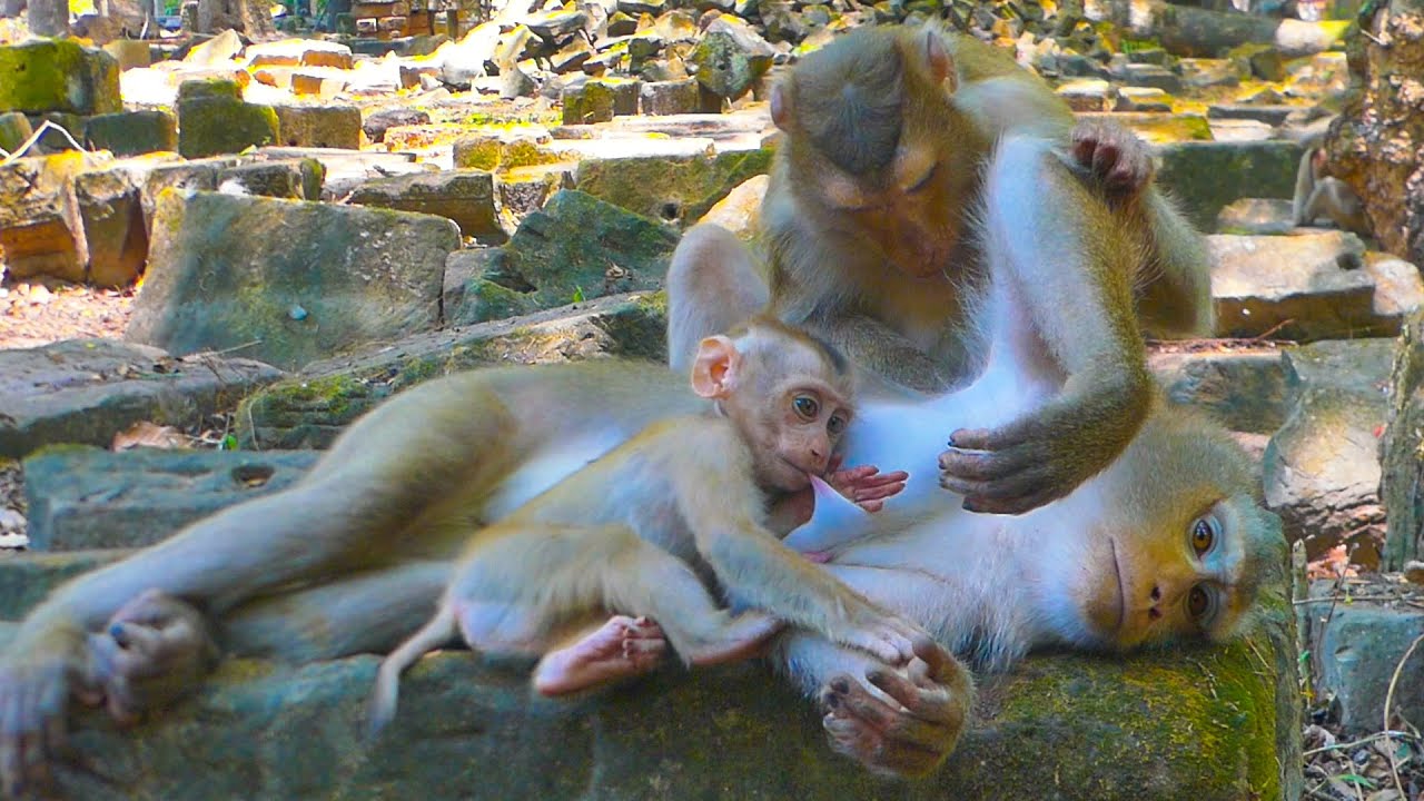 Libby monkey feed her cutest Lily so well & Lily take a break amazing ...