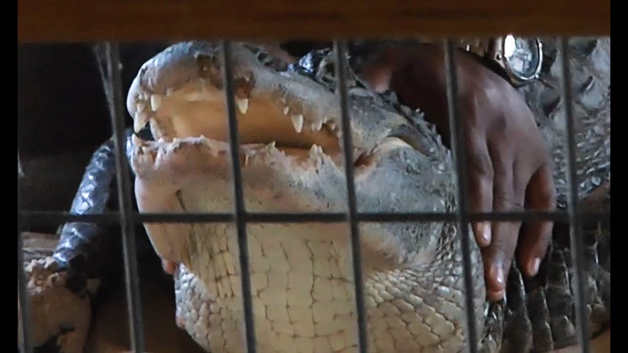 Gator Show (2014 Highlights) - Wild Florida Gator Park - Florida ...