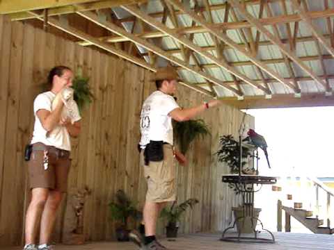 "Wild Mike Animal Show" at Alabama Gulf Coast Zoo!! "The Little Zoo ...