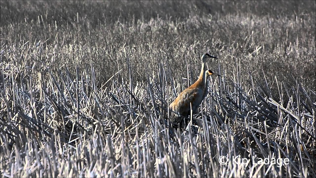Sandhill Cranes at Sweet Marsh - © Kip Ladage - YouTube