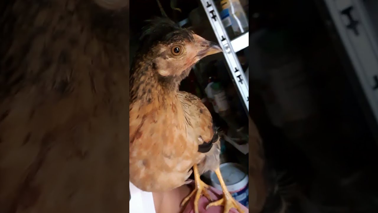 chick chilling on my shoulder 😎 - YouTube