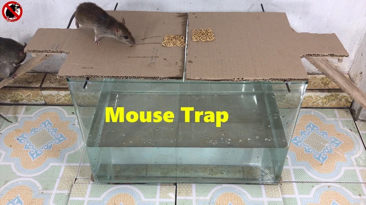 Papper Mouse Trap/How to make a Mouse Trap Homemade Easy Saving a lot ...