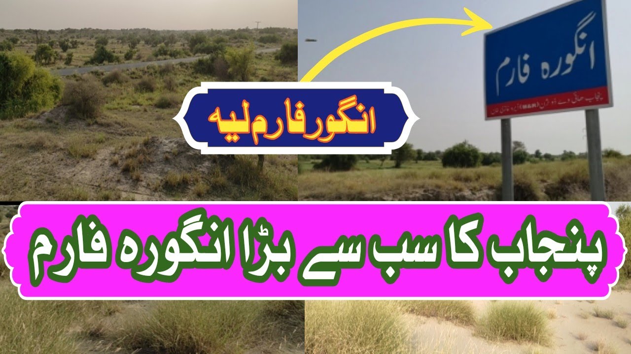 Angoora Farm Forest Layyah.Visit A big Angoora Farm Forest of Punjab ...