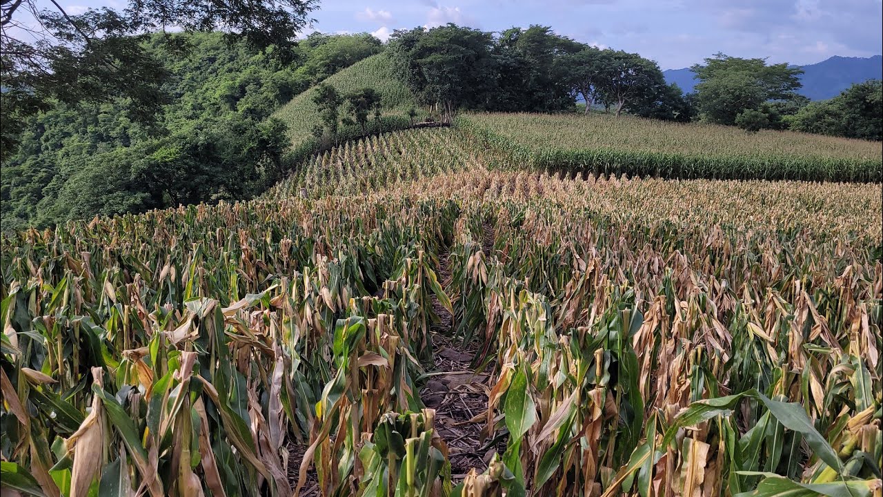 Esta etapa de la milpa se llama Doblar!!! - YouTube