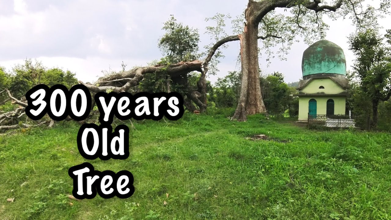 300 year old tree #tree #300 #year #old #old #amirvlog #fmveer1148 ...