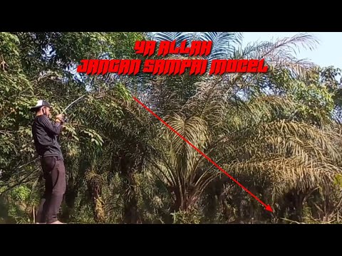 MANCING AMBYAR MANCING GABUS MONSTER DI PARIT PESTA STRIKE