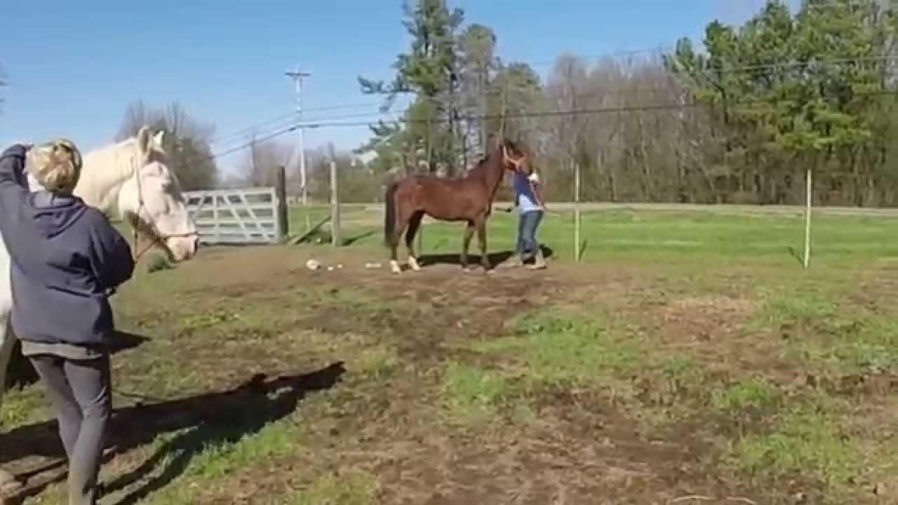 Horse Dayz - YouTube