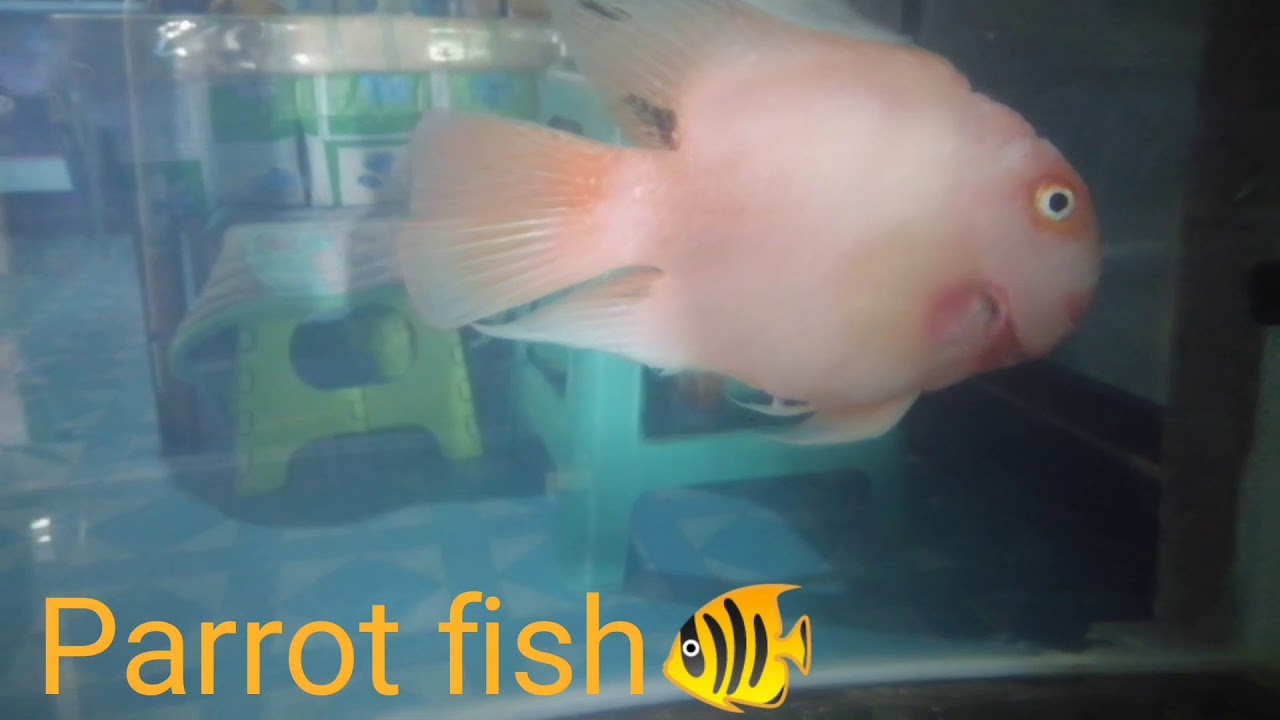 Parrot fish🐠 - YouTube