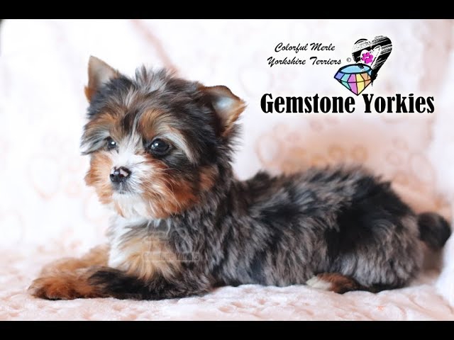 Blue Merle Yorkie