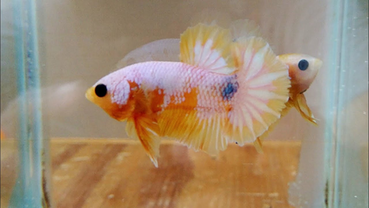 Ikan Cupang Yellow Fancy • Yellow Fancy Bettafish - YouTube