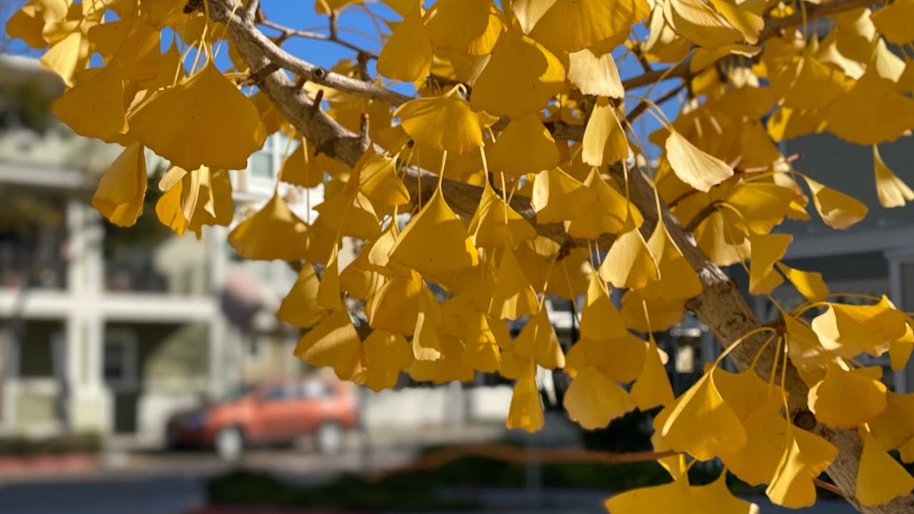 （蘋果機玩玩圖 ）Faith Liu’s photography /Ginkgo ／銀杏 - YouTube