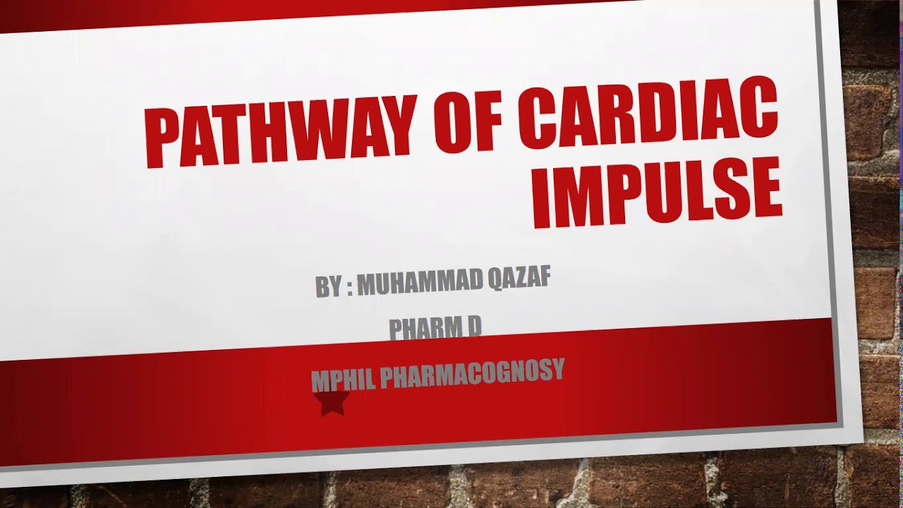Pathway of cardiac impulse ( anatomy B category) - YouTube