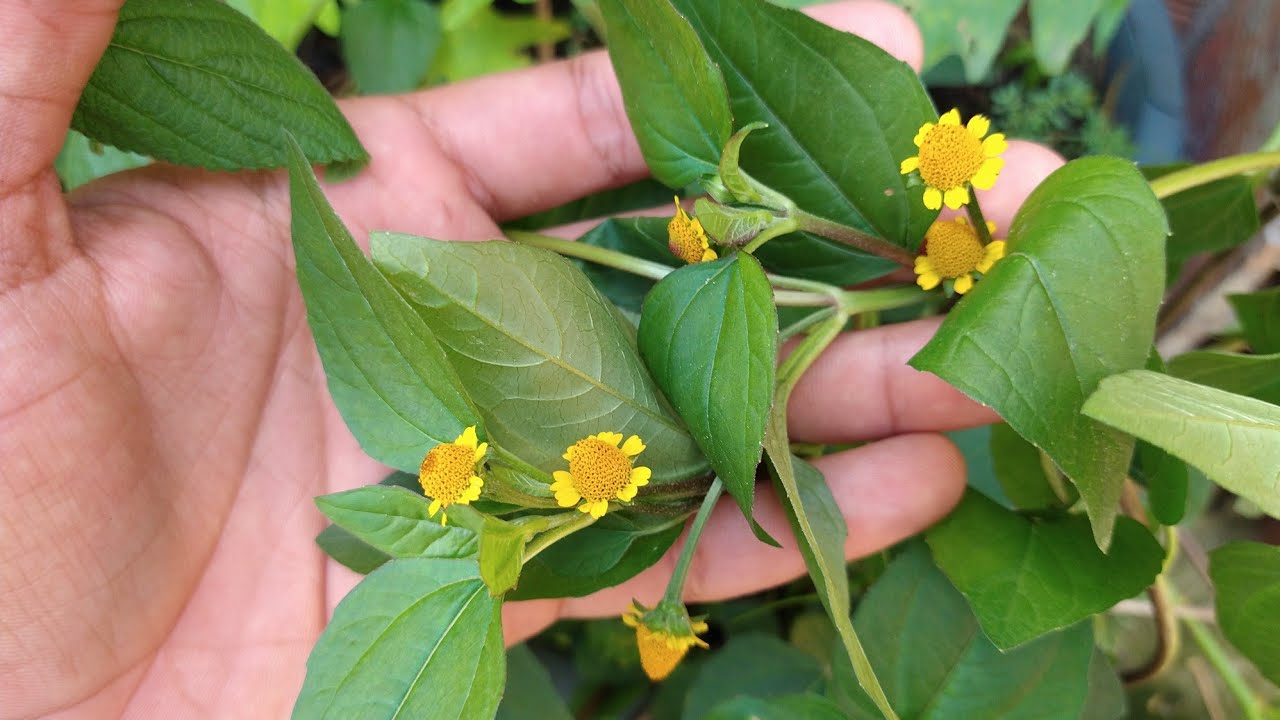 Flores de Jambu (Comestíveis) - YouTube