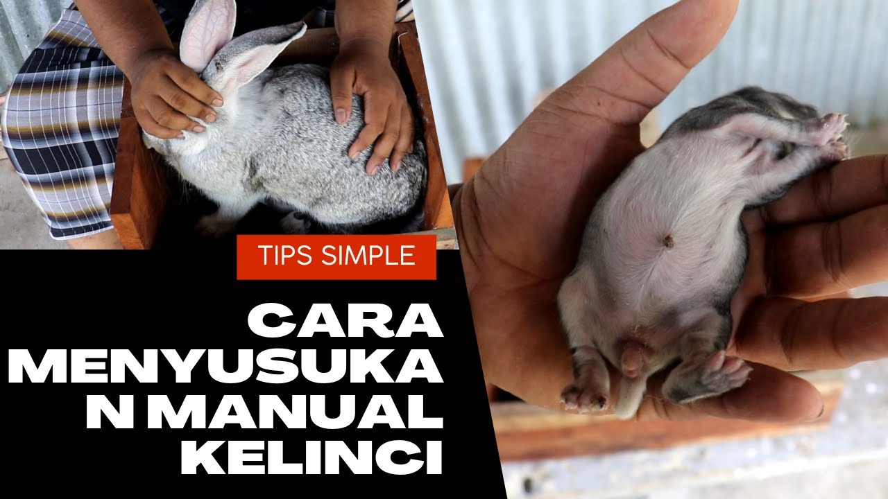 Anakan Kelinci Mati Gak Disusui Induknya? Cara Menyusukan Kelinci ...