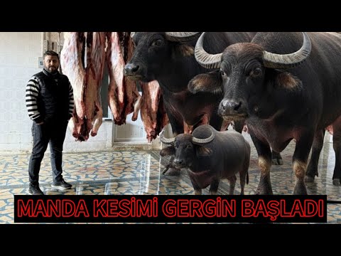 Manda Kesiminde Ortalık Karıştı Dev Manda Kesime Gitmek İstemedi