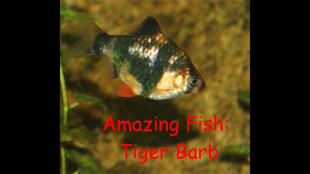 Tiger Barb: Amazing fish - YouTube