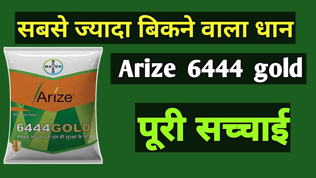 arize 6444 gold paddy seed || #6444 gold dhan price || dhan ki top ...