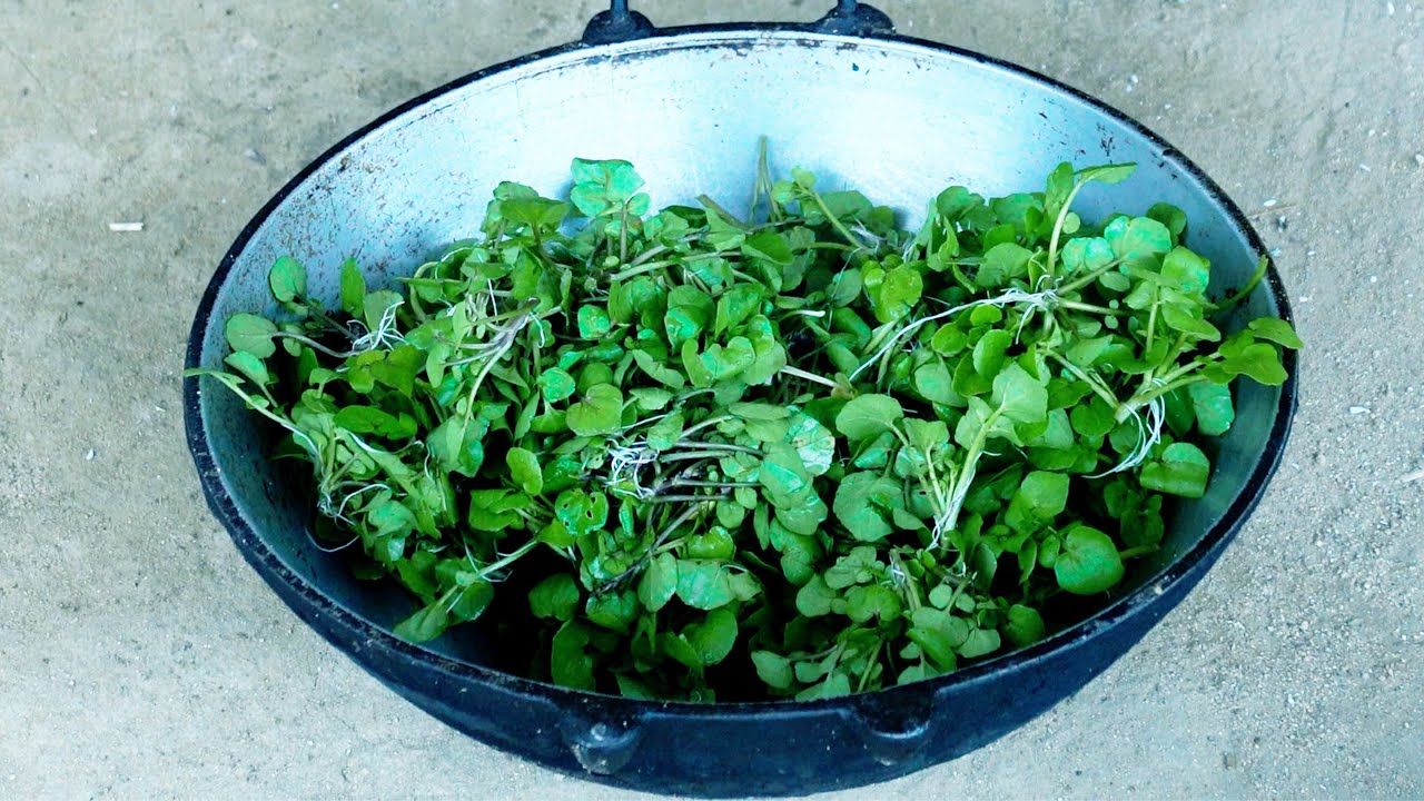 wild watercress curry recipe || Nepali village Kitchen || - YouTube