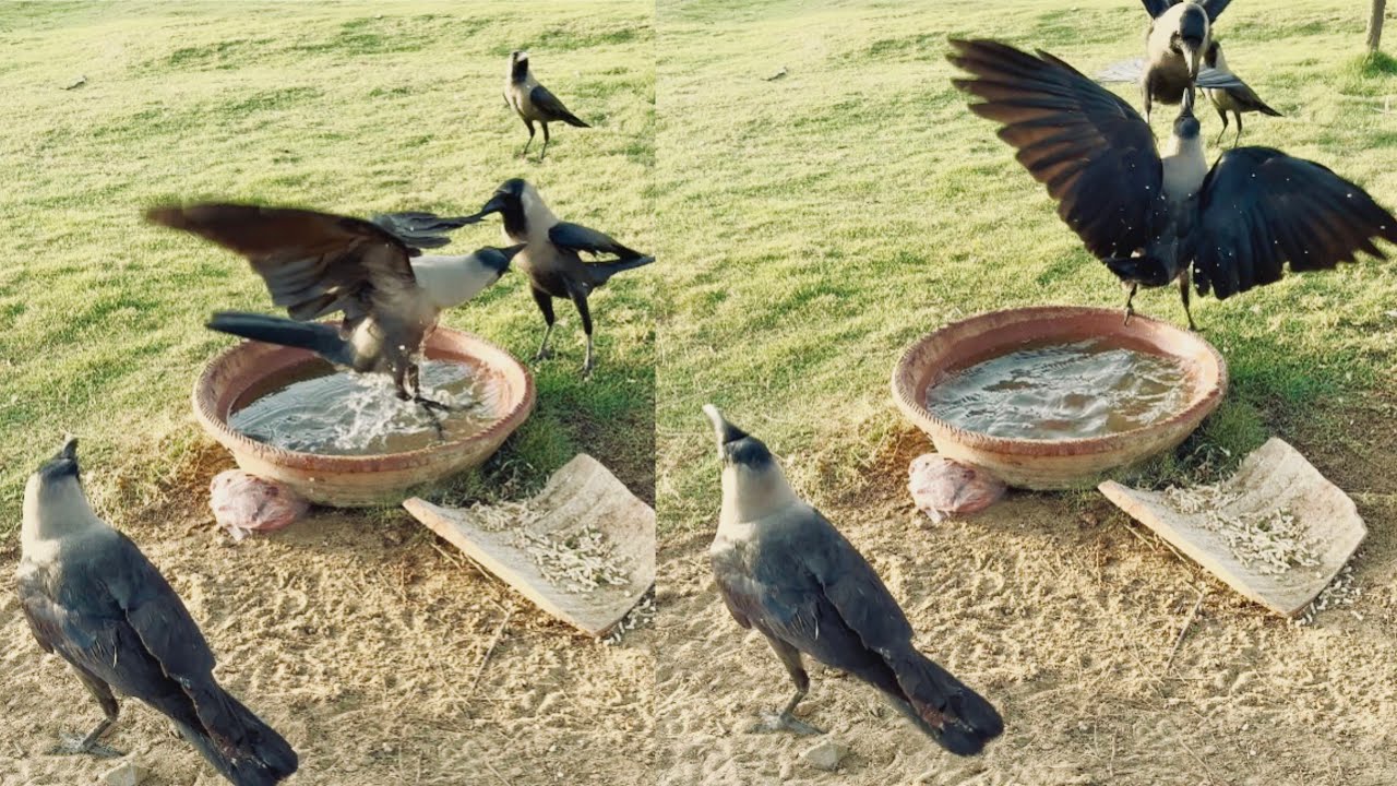 Crows Are Fight Together😱 | Crow Fight For Meat | Crow Crowds Loudly ...