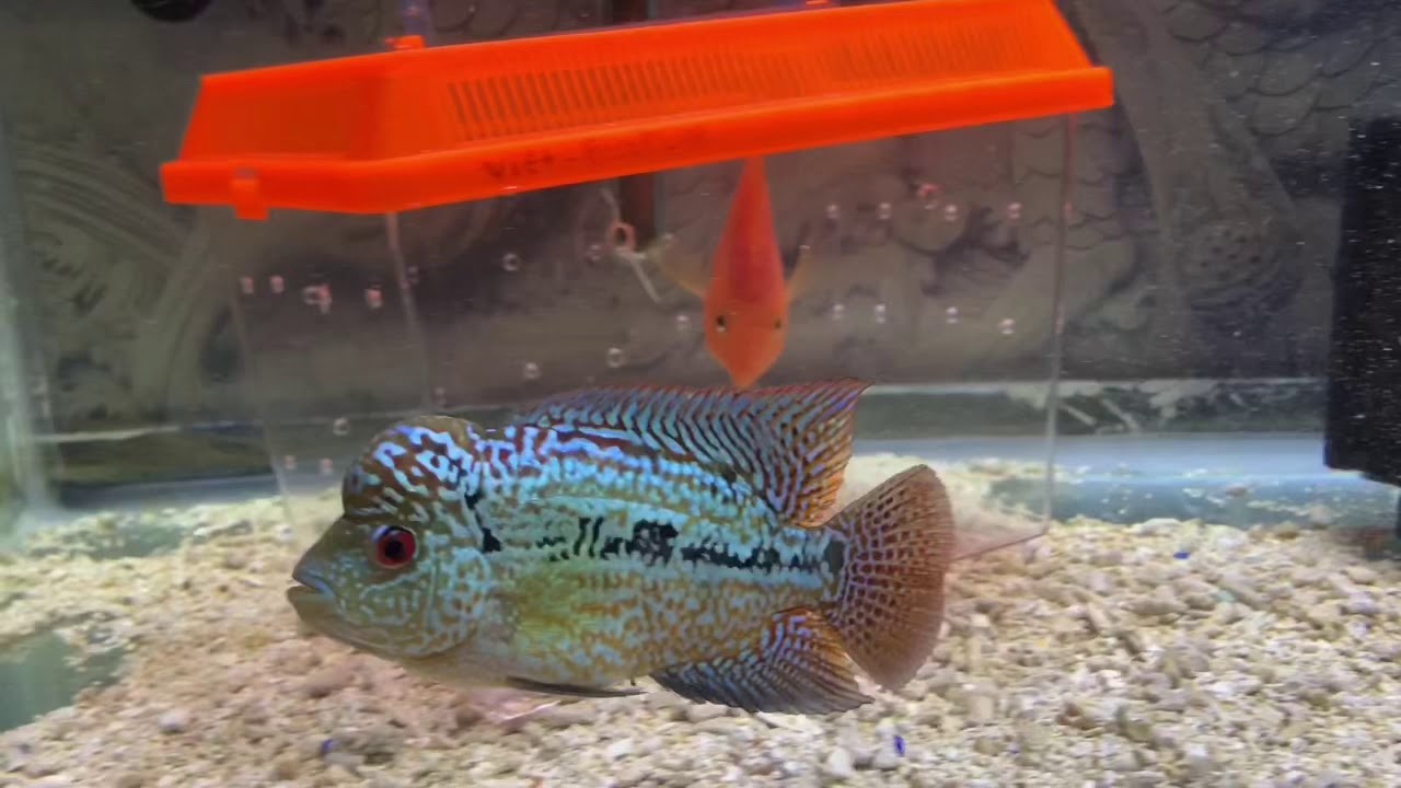 Kamfa f2 flowerhorn Cichlid - YouTube