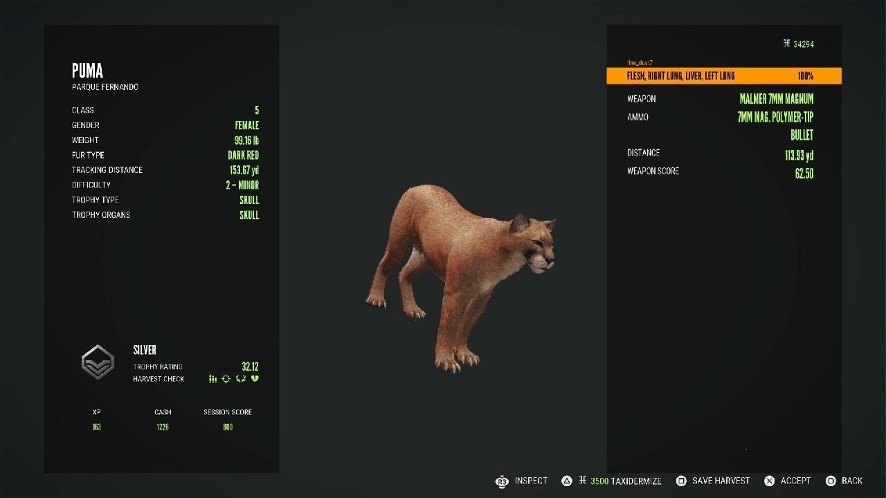 🇦🇷 Puma hunt with 7MM Remington magnum polymer tipped bullets - YouTube