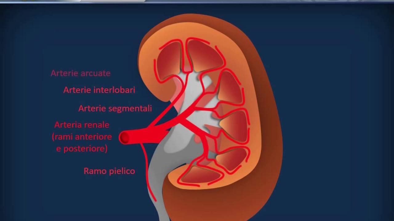 Osteopatia Biodinamica per il dolore ai reni - YouTube