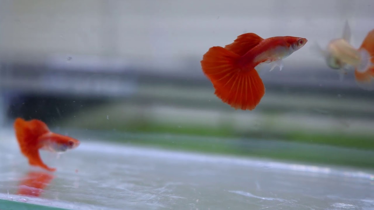 Albino Red Rose Guppy - YouTube