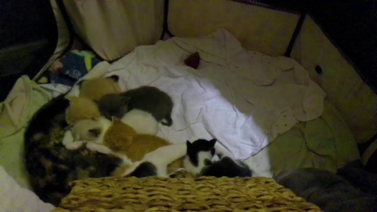 LIVE: uchu cat DAY 22 of 5 new baby kittens - YouTube