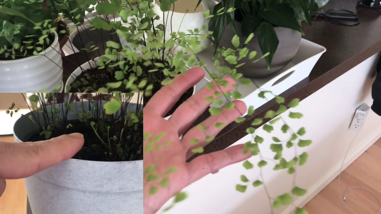 Some plant stuff - YouTube