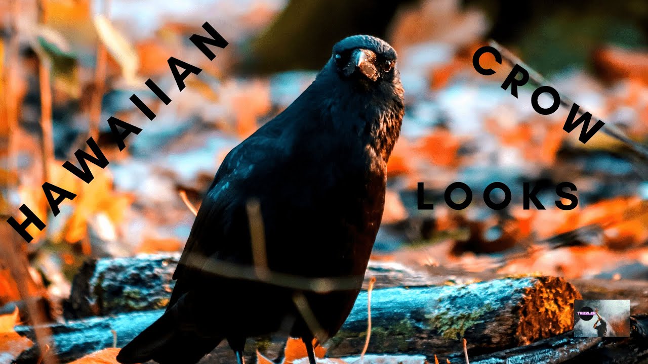 HAWAIIN CROW | CORVIDAE | EXTINCT IN THE WILD |CARRION CROW |TRIZZLER ...