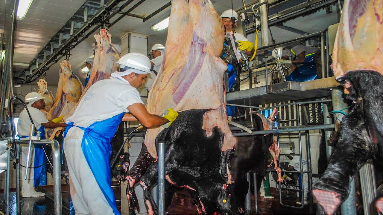 Incredible humanely cattle, turkey & sheep slaughter processing line ...