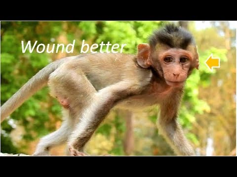 feel better | After got wound near eye poor Alba now get better no ...