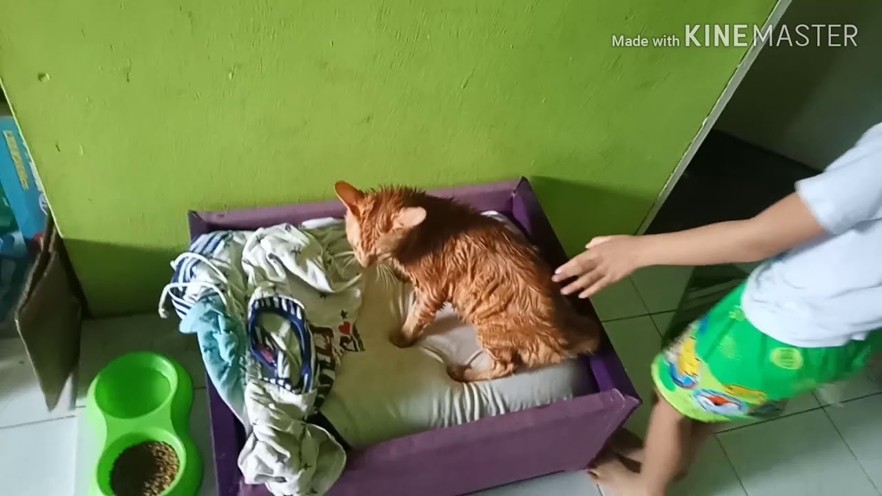 cara jaga kucing - YouTube