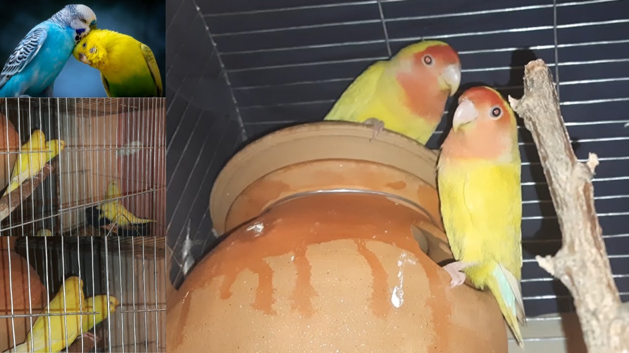 Bajrigar pakhi | বাজিগর পাখির নতুন সেটআপ | bajrigar pakhi palon - YouTube