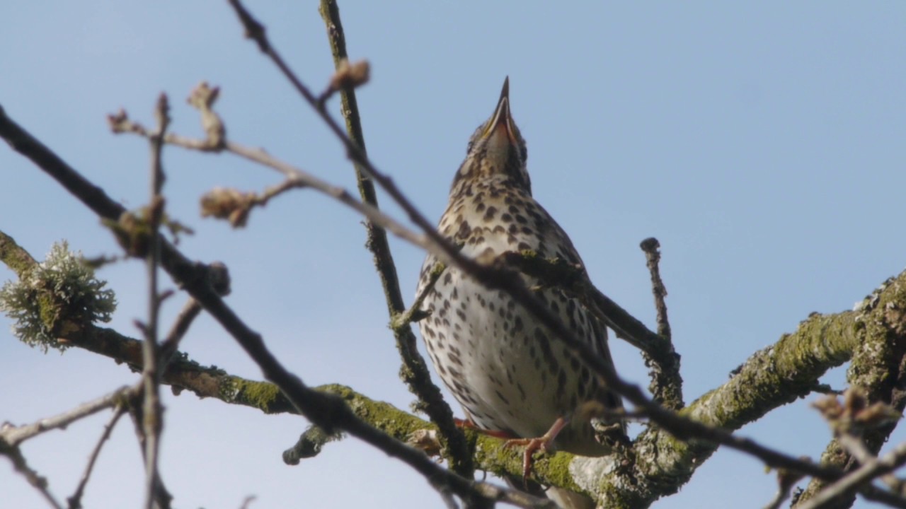 Song Thrush Singing in may - YouTube