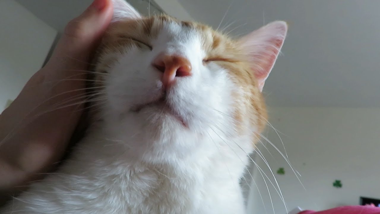 This Is What A Happy Cat Looks Like - YouTube