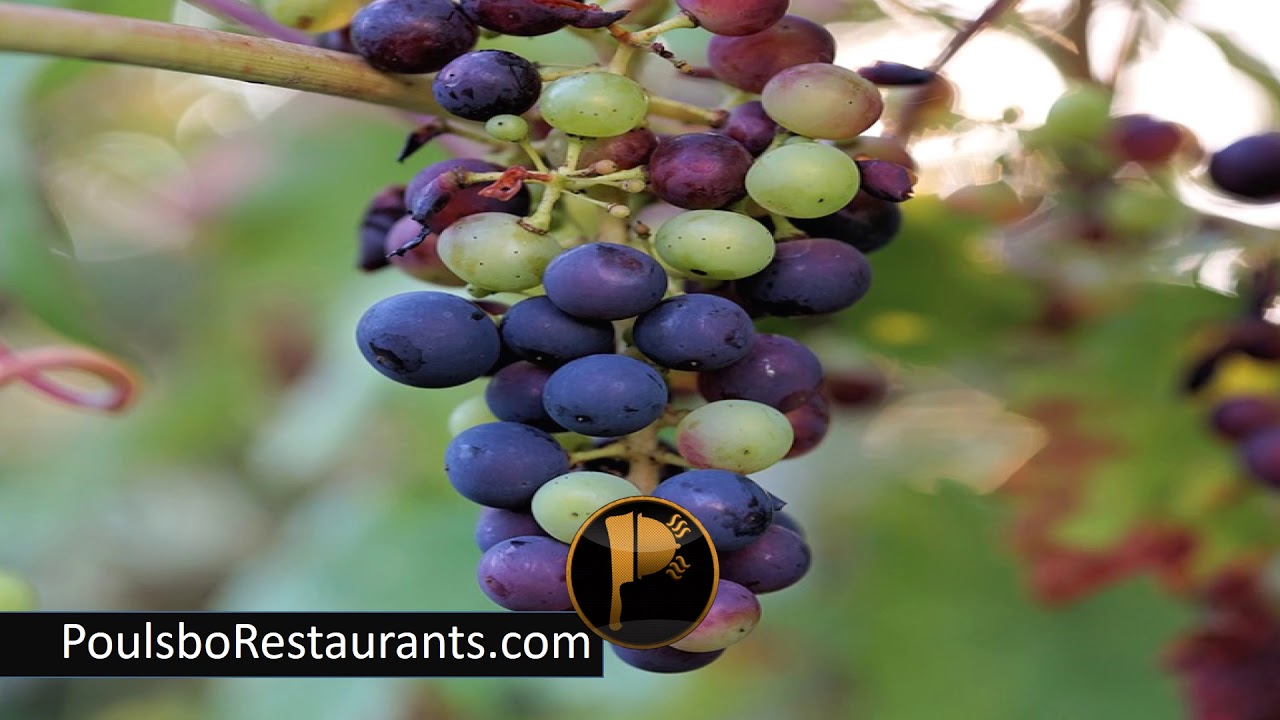 Eight Pounds of Grapes | Food Facts | Poulsbo Restaurants - YouTube