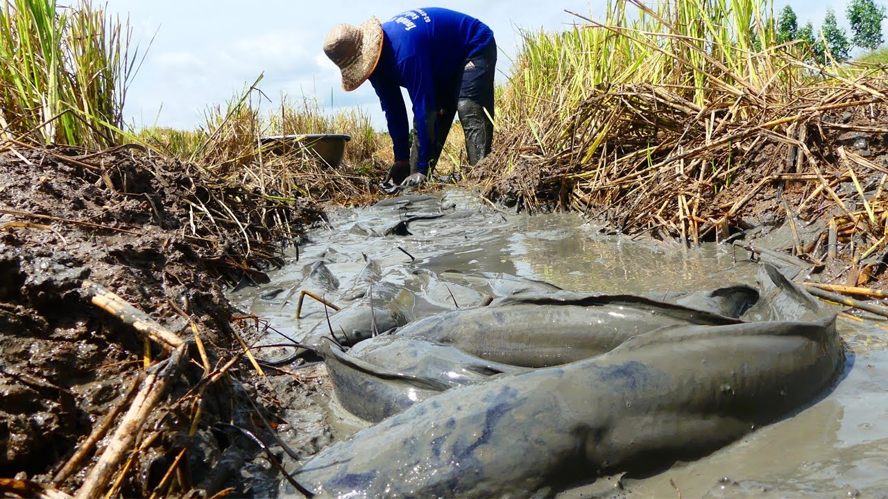 amazing fishing! a fisherman catch fish a lot in mud by best hand at ...